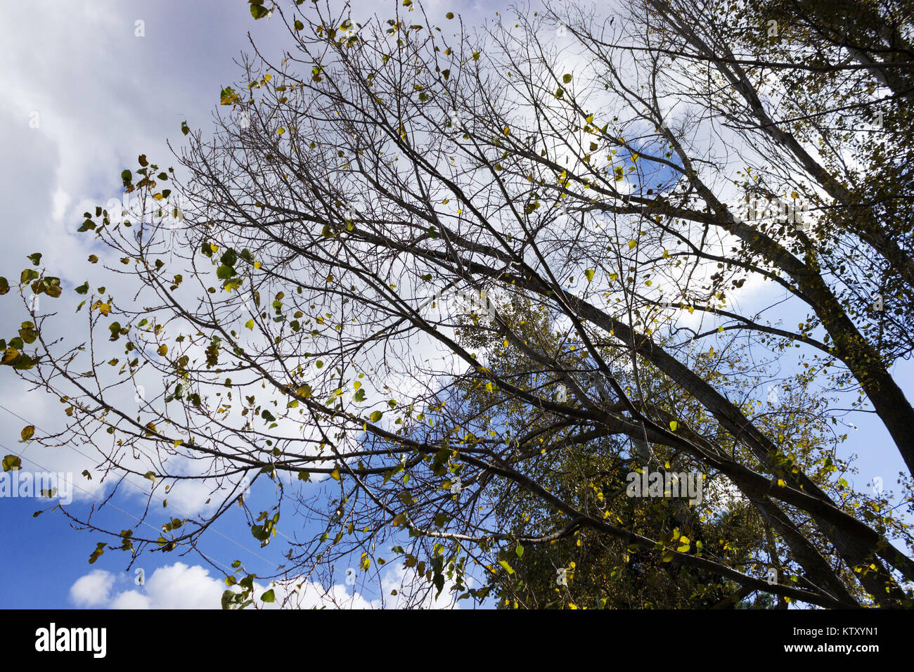 Tree branches against blue sky with clouds Stock Photo - Alamy