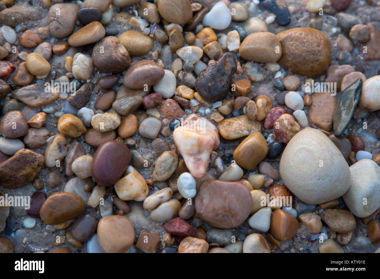 Beach pebbles rocks shells hi-res stock photography and images - Alamy