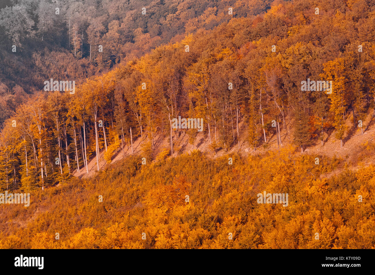 Autumn or fall forest view in the mountains, deciduous forest landscape ...