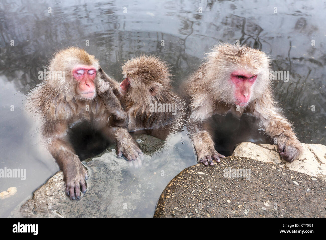 Snow monkeys are in a hot spring at Jigokudani Yaen-Koen (Wild Snow ...
