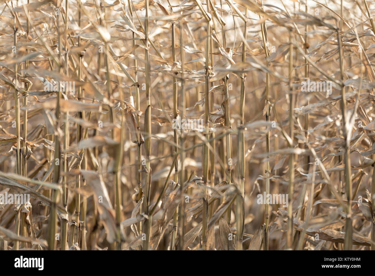 Brown stalks hi-res stock photography and images - Alamy