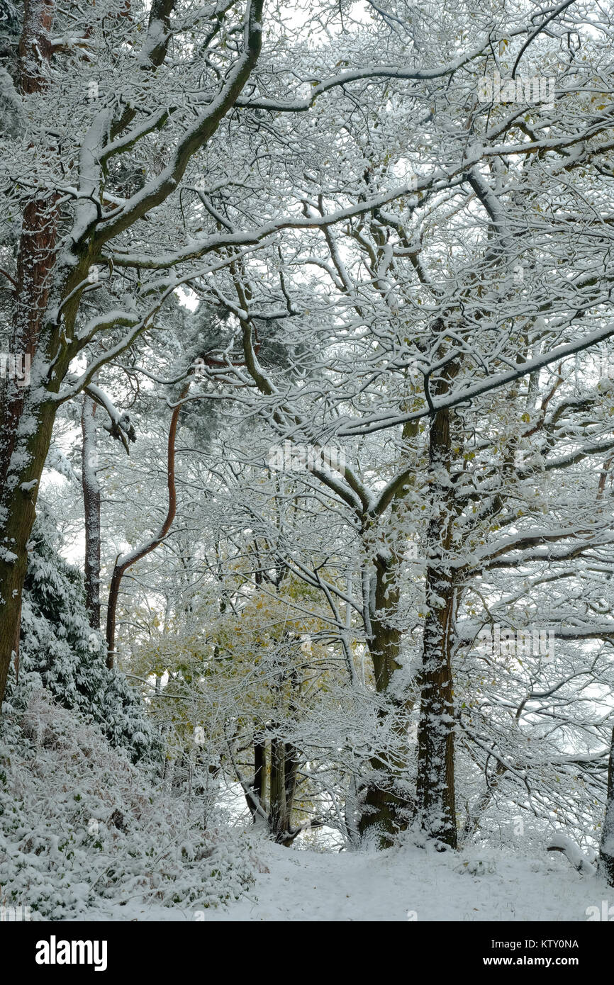 Woodland snow scene hi-res stock photography and images - Alamy