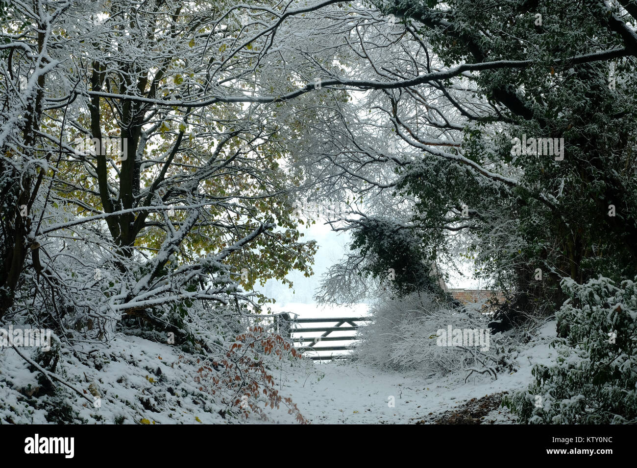 Woodland snow scene hi-res stock photography and images - Alamy