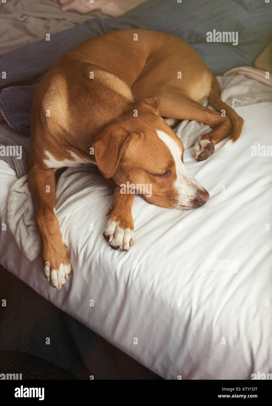 Young Tan Colored Dog Hanging Out on Bed at Dog Friendly Hotel Stock ...