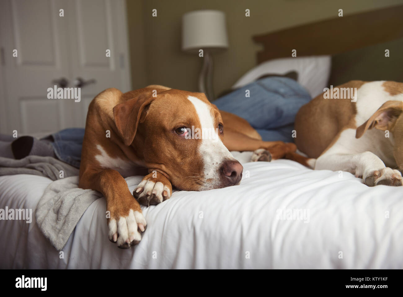 Young Tan Colored Dog Sleeping on Bed at Dog Friendly Hotel Stock Photo ...