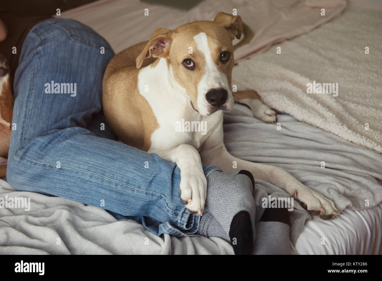 Young Tan Colored Dog Sleeping on Bed at Dog Friendly Hotel Stock Photo ...
