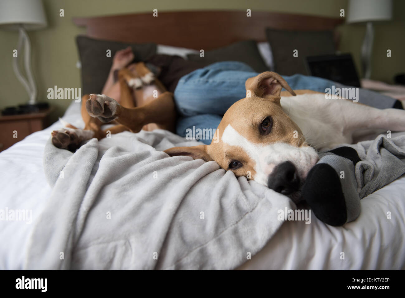 Young Tan Colored Dog Hanging Out on Bed at Dog Friendly Hotel Stock ...