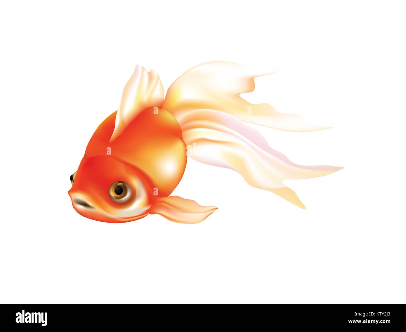 Beautiful goldfish on plain white background Stock Photo - Alamy