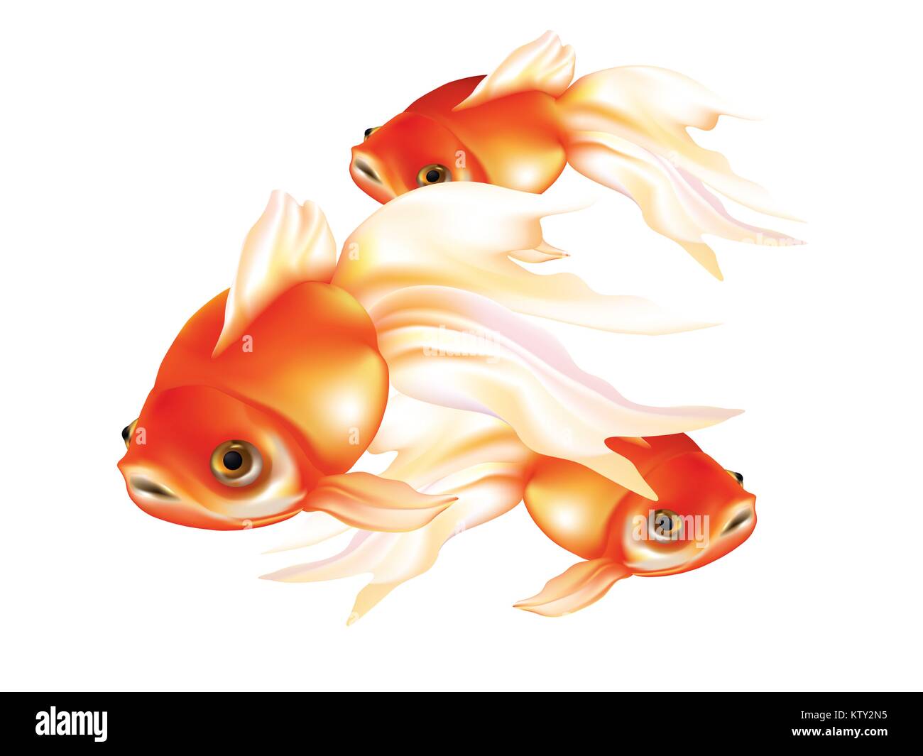 Beautiful goldfish on plain white background Stock Photo - Alamy