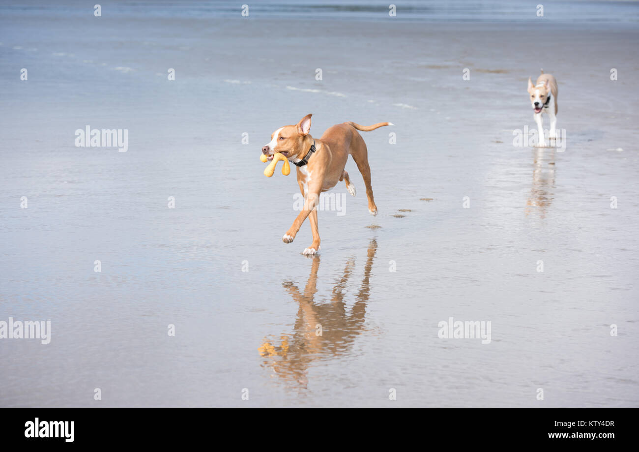 Young Fawn Colored Dogs Running along Water on Oregon Coast Stock Photo ...