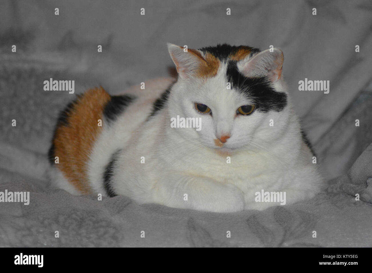 Vrouwtjes kat hi-res stock photography and images - Alamy