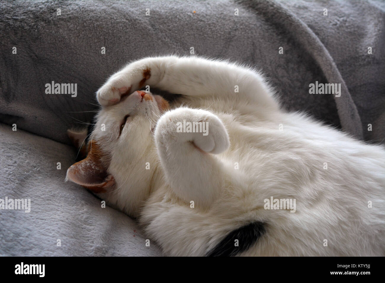 Sweet cat, lazy on the couch. Tortoiseshell and white cat. Lapjeskat ...