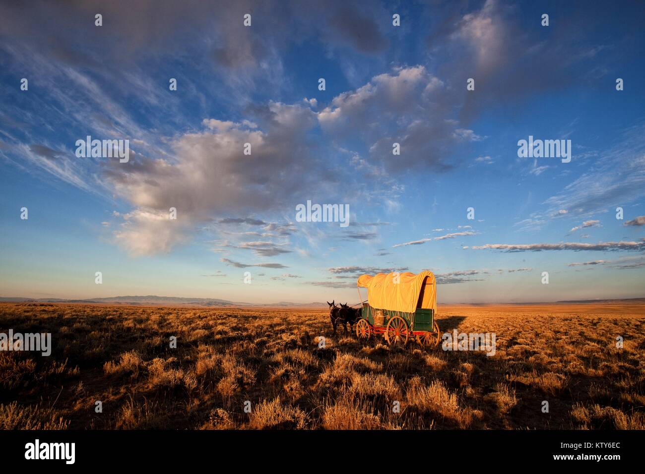 Mules pull a historic Oregon Trail pioneer wagon through the Oregon ...