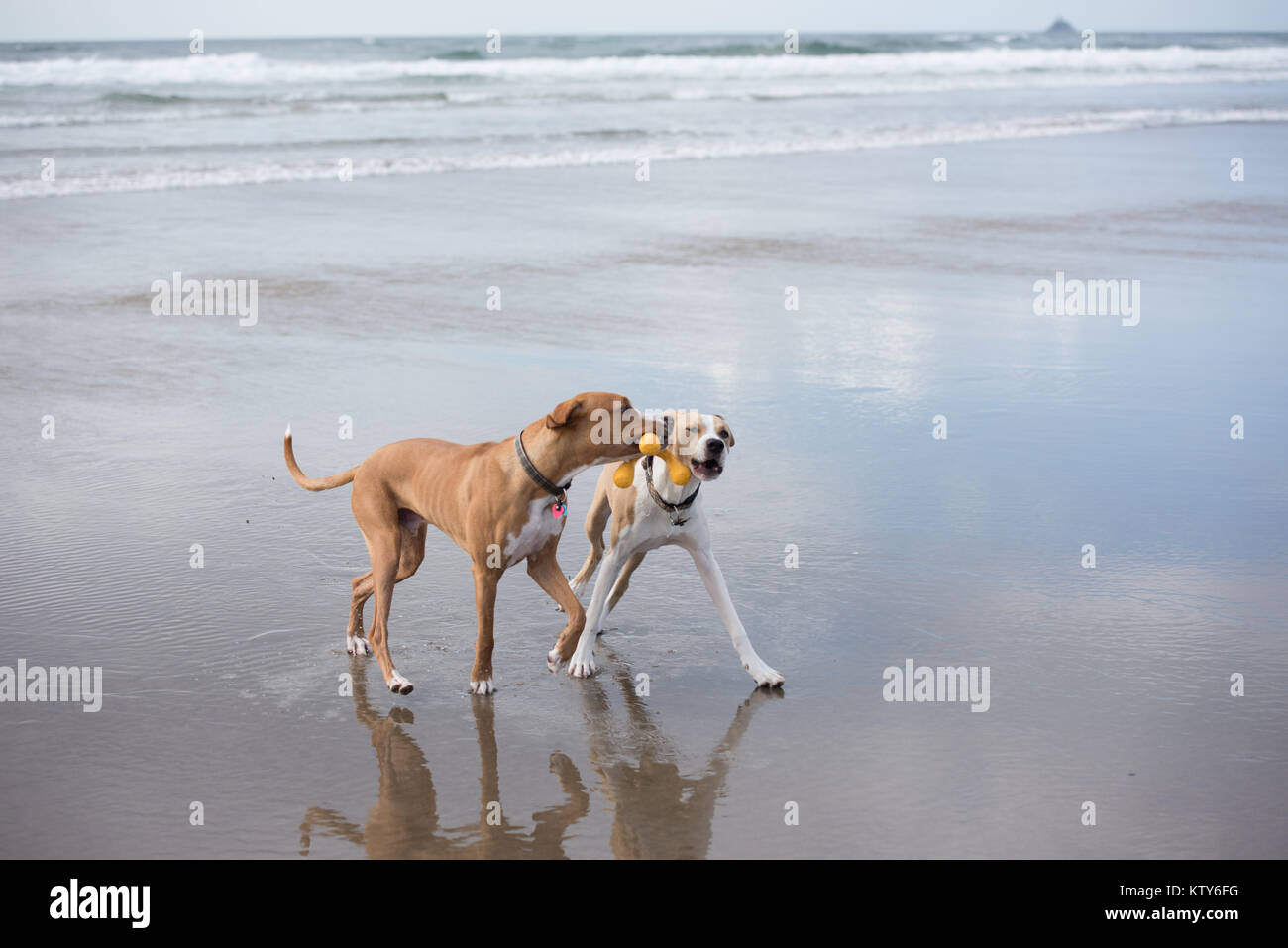 Young Fawn Colored Dogs Running along Water on Oregon Coast Stock Photo ...