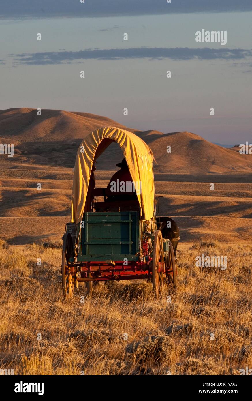 Mules pull a historic Oregon Trail pioneer wagon through the Oregon ...