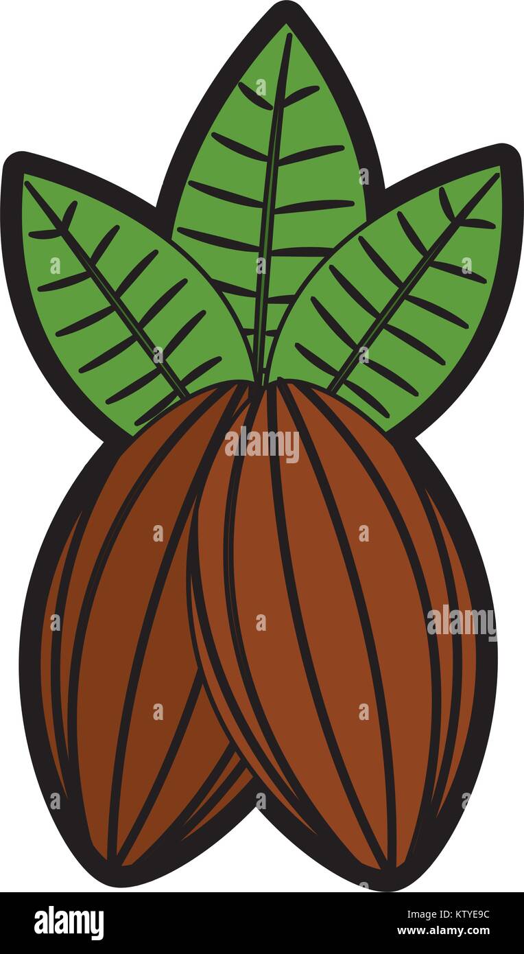 Cocoa fruit image Stock Vector Images - Alamy