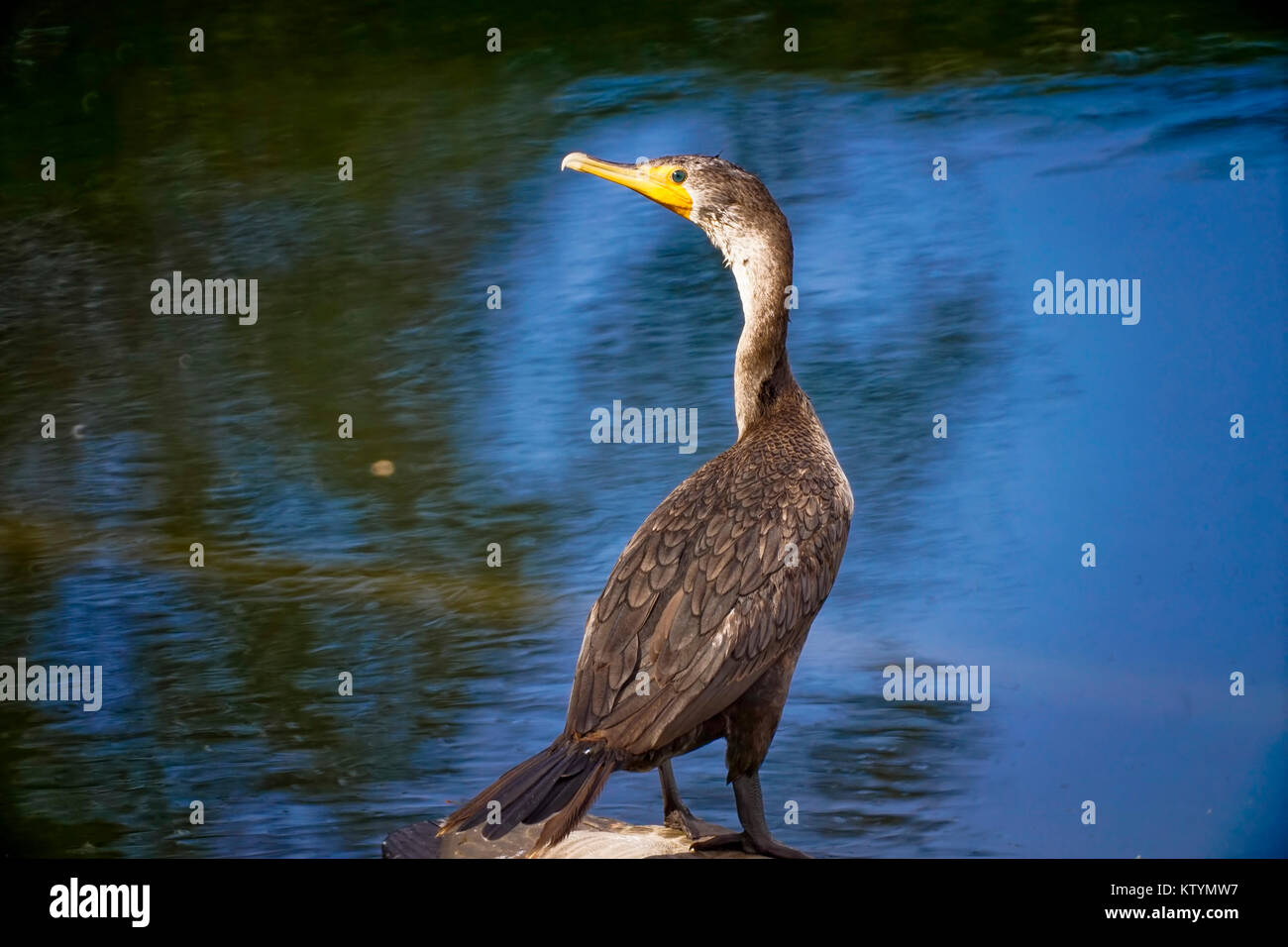 Bird at lake Stock Photo - Alamy