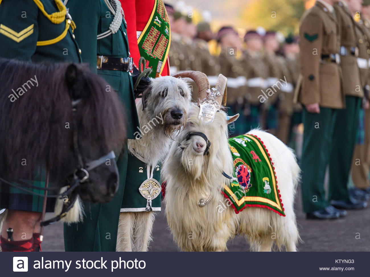 Royal Welsh Regiment Stock Photos & Royal Welsh Regiment Stock Images ...