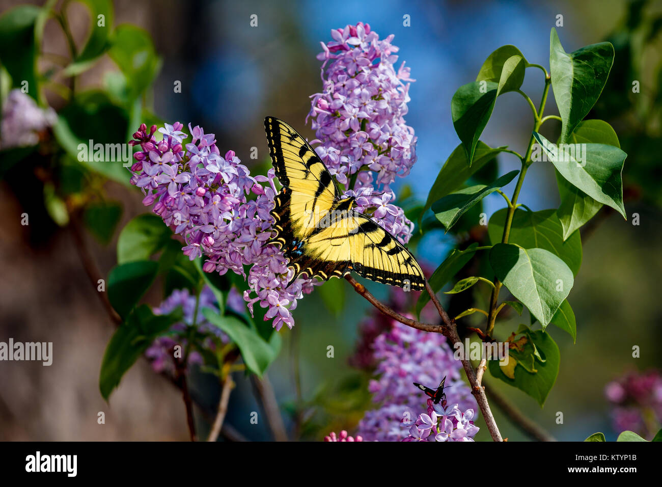 Tiger swallowtail wing macro hi-res stock photography and images - Alamy