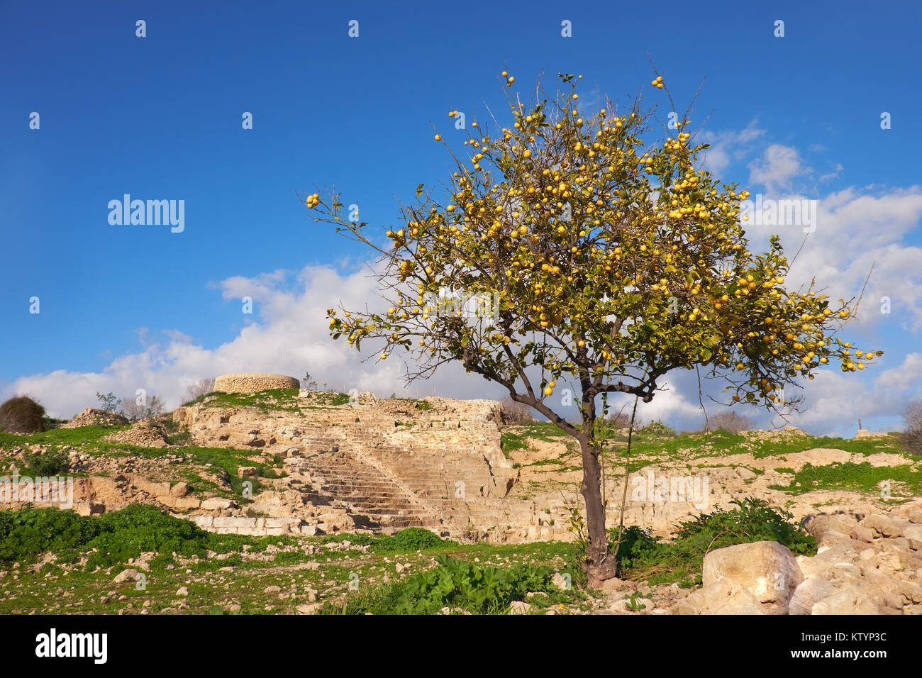 Ancient apple tree hi-res stock photography and images - Alamy