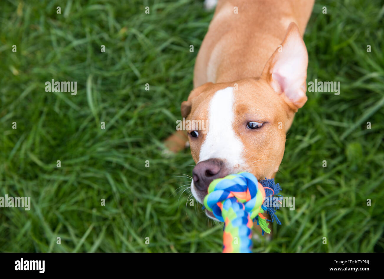 Healthy war room hi-res stock photography and images - Alamy