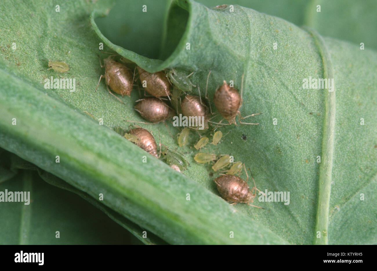 Live Aphids (green) and aphid mummies (bronze) caused by parasitic ...