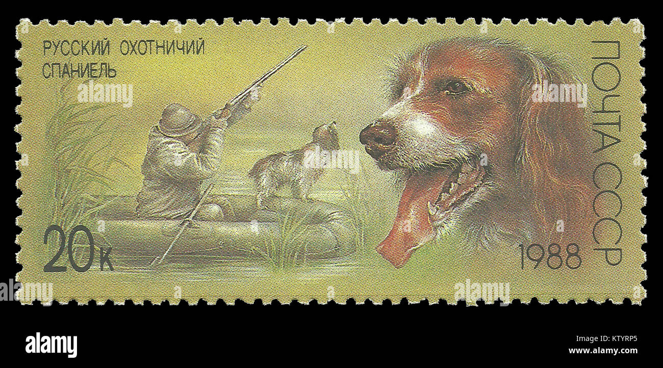 USSR - stamp printed in1988, Series Hunting dogs, Russian Spaniel Stock ...