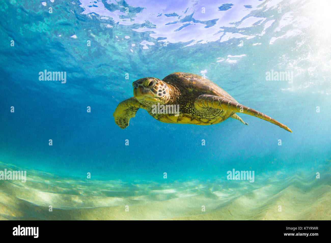 Hawaiian Green Sea Turtle swimming underwater Stock Photo - Alamy