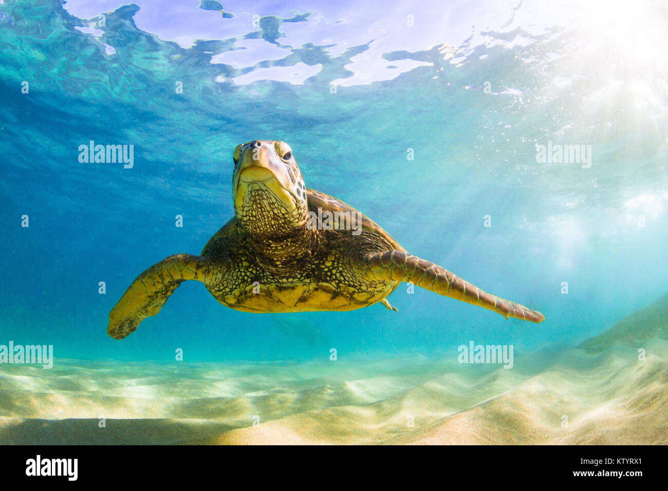 Hawaiian Green Sea Turtle swimming underwater Stock Photo - Alamy
