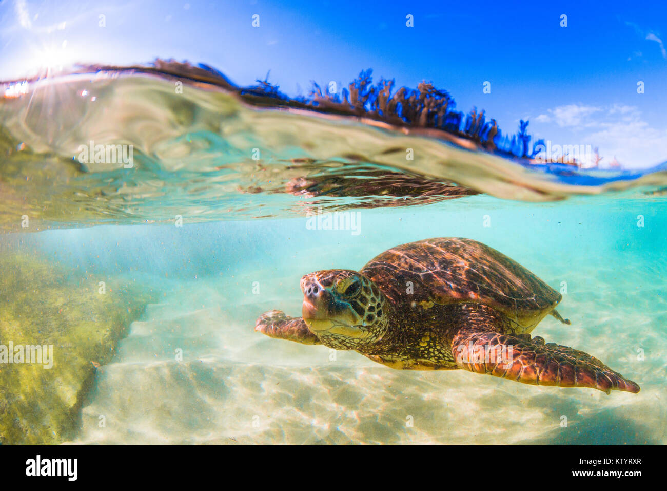 Hawaiian Green Sea Turtle swimming underwater Stock Photo - Alamy