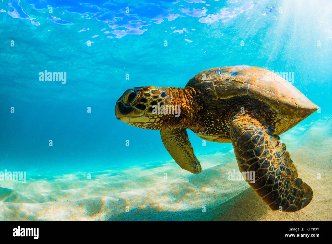 Hawaiian Green Sea Turtle swimming underwater Stock Photo - Alamy
