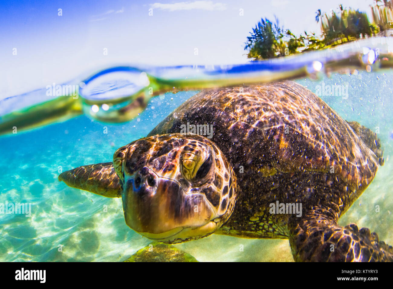 Hawaiian Green Sea Turtle swimming underwater Stock Photo - Alamy