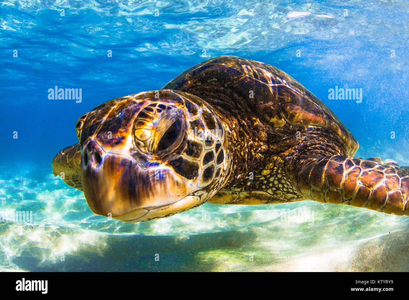 Hawaiian Green Sea Turtle swimming underwater Stock Photo - Alamy
