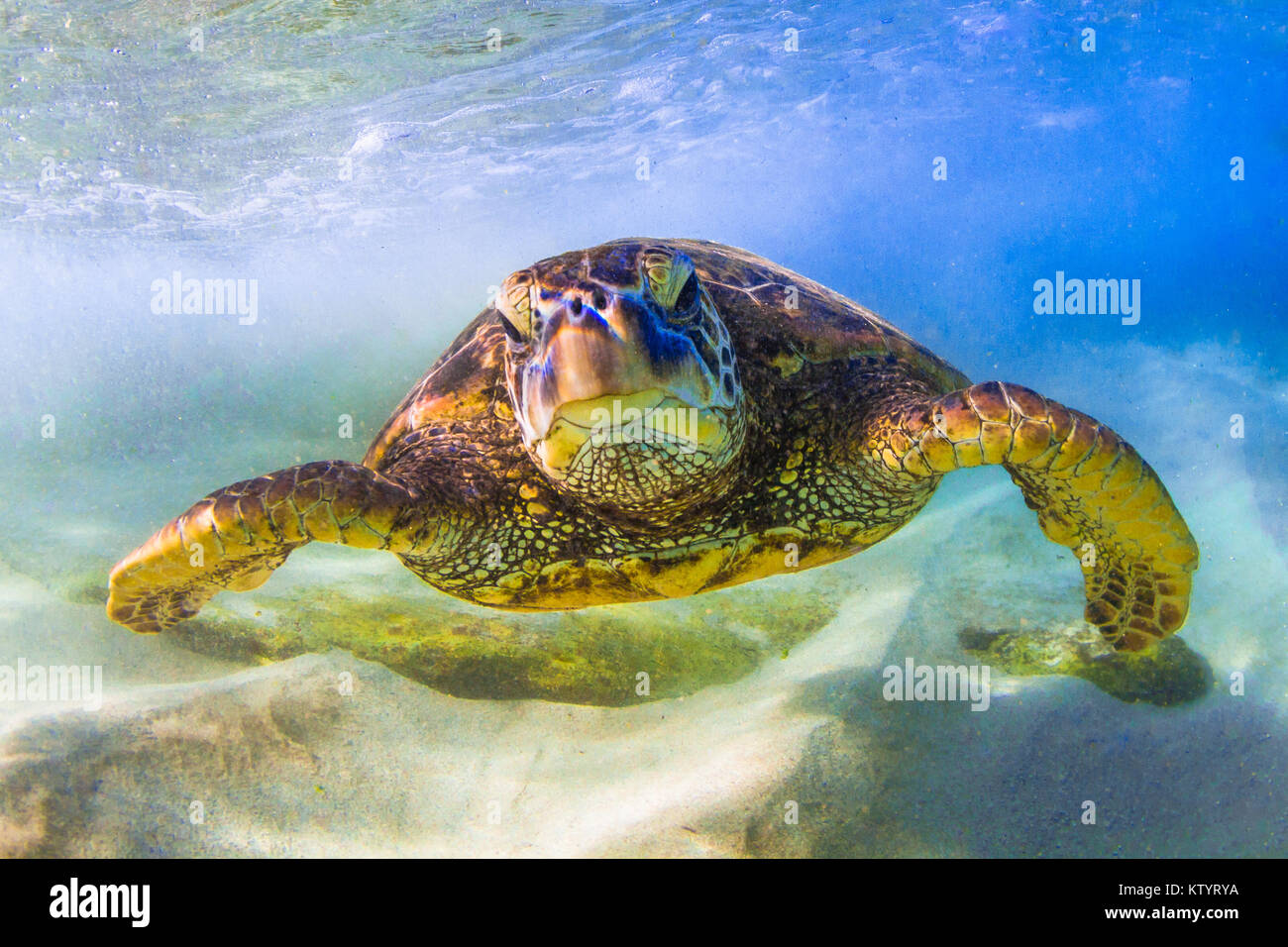 Hawaiian Green Sea Turtle swimming underwater Stock Photo - Alamy