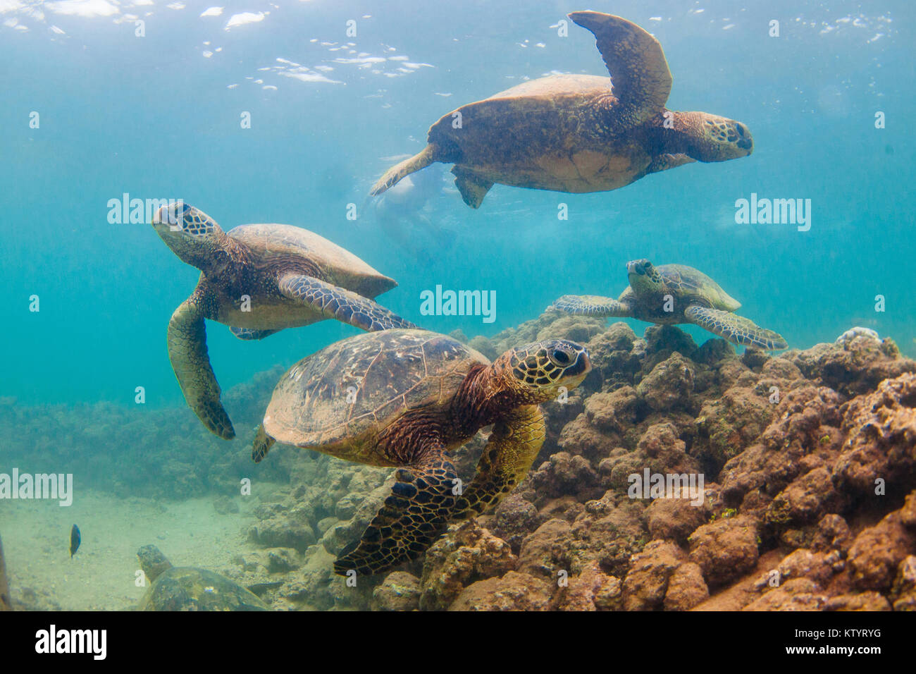 Hawaiian Green Sea Turtle swimming underwater Stock Photo - Alamy