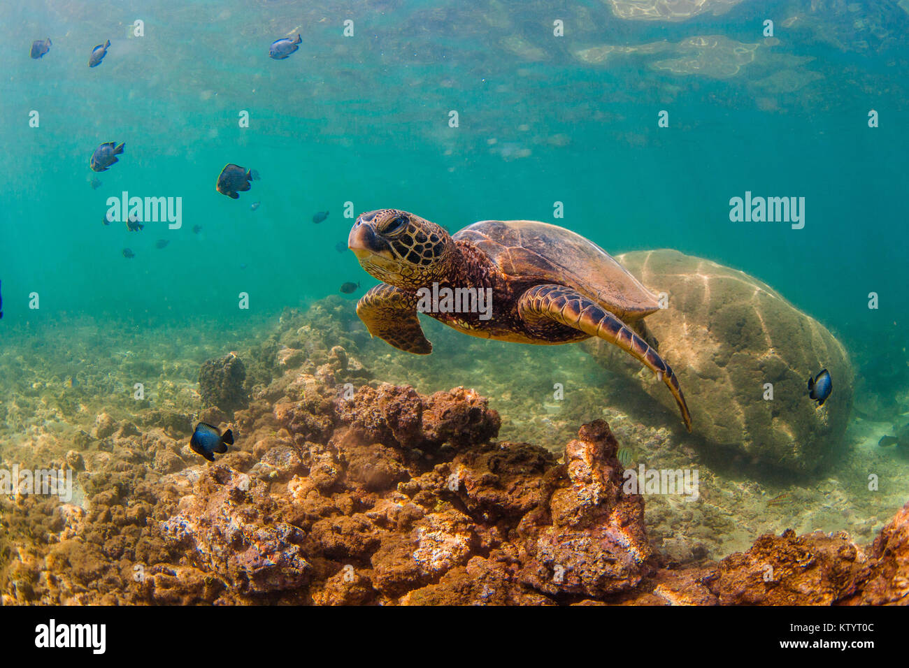 Hawaiian Green Sea Turtle swimming underwater Stock Photo - Alamy