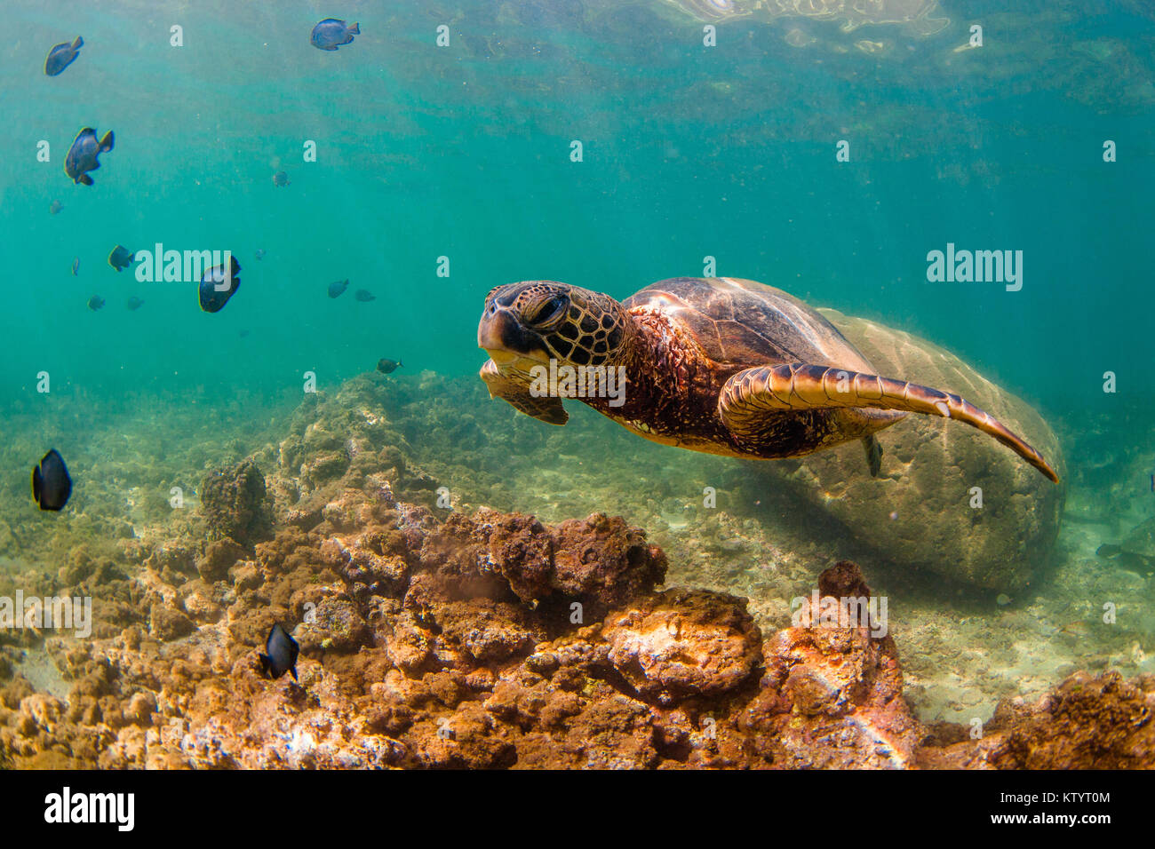 Hawaiian Green Sea Turtle swimming underwater Stock Photo - Alamy