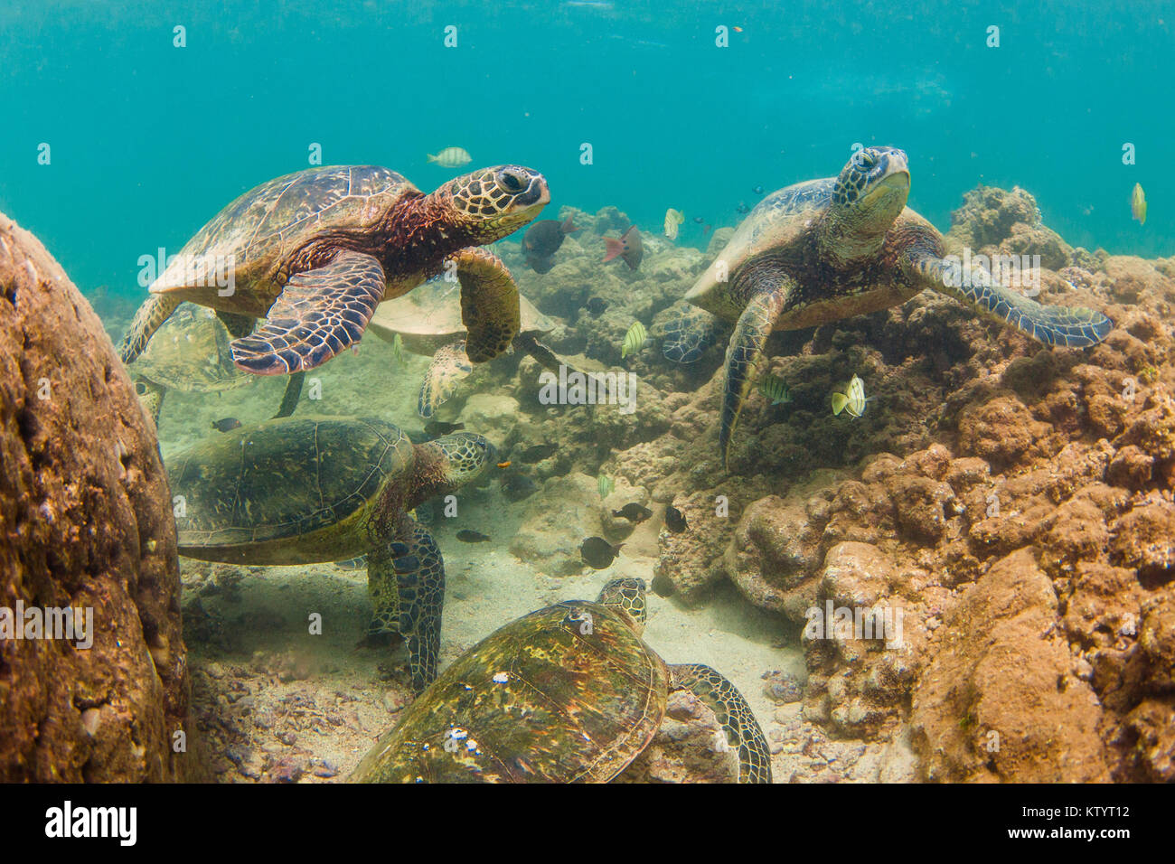 Hawaiian Green Sea Turtle swimming underwater Stock Photo - Alamy