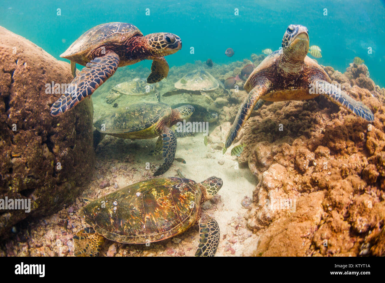 Hawaiian Green Sea Turtle swimming underwater Stock Photo - Alamy