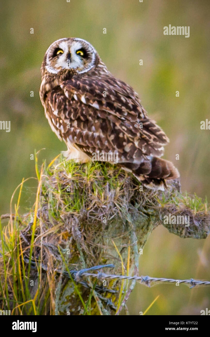 Hawaiian Short-Eared Owl aka Pueo Stock Photo - Alamy