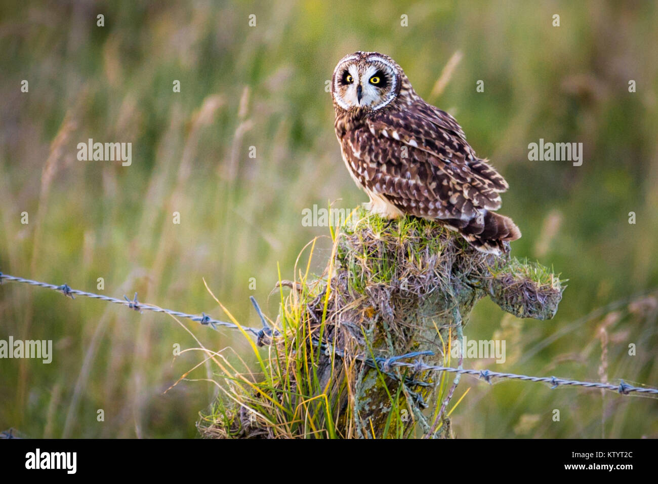 Hawaiian Short-Eared Owl aka Pueo Stock Photo - Alamy