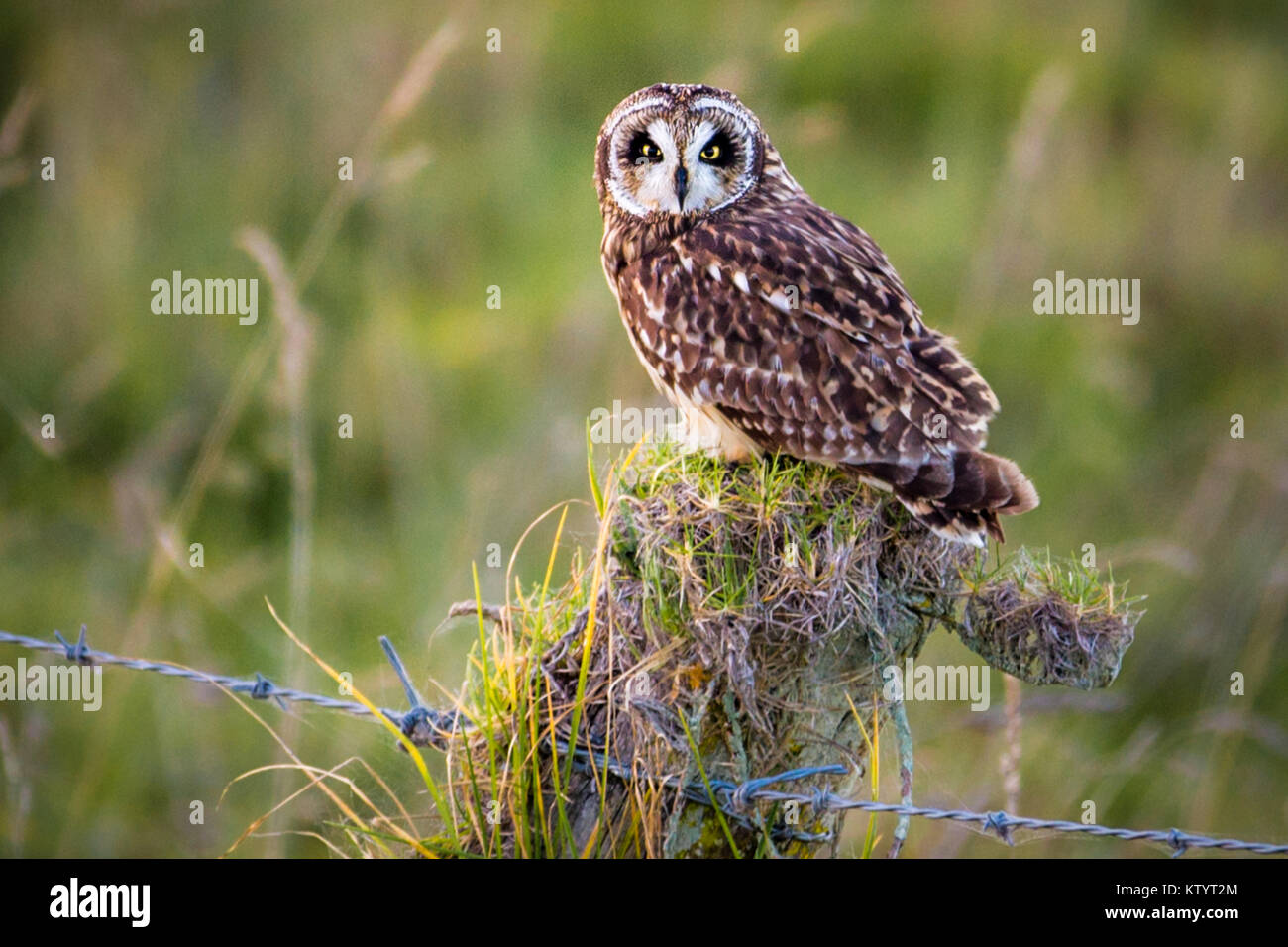 Hawaiian Short-Eared Owl aka Pueo Stock Photo - Alamy