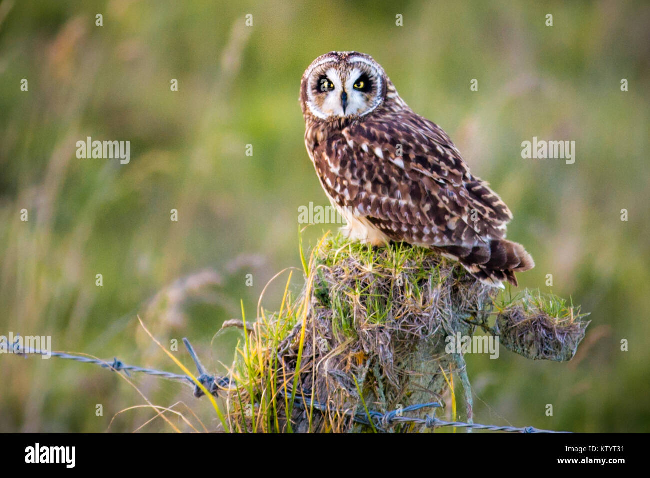 Hawaiian Short-Eared Owl aka Pueo Stock Photo - Alamy