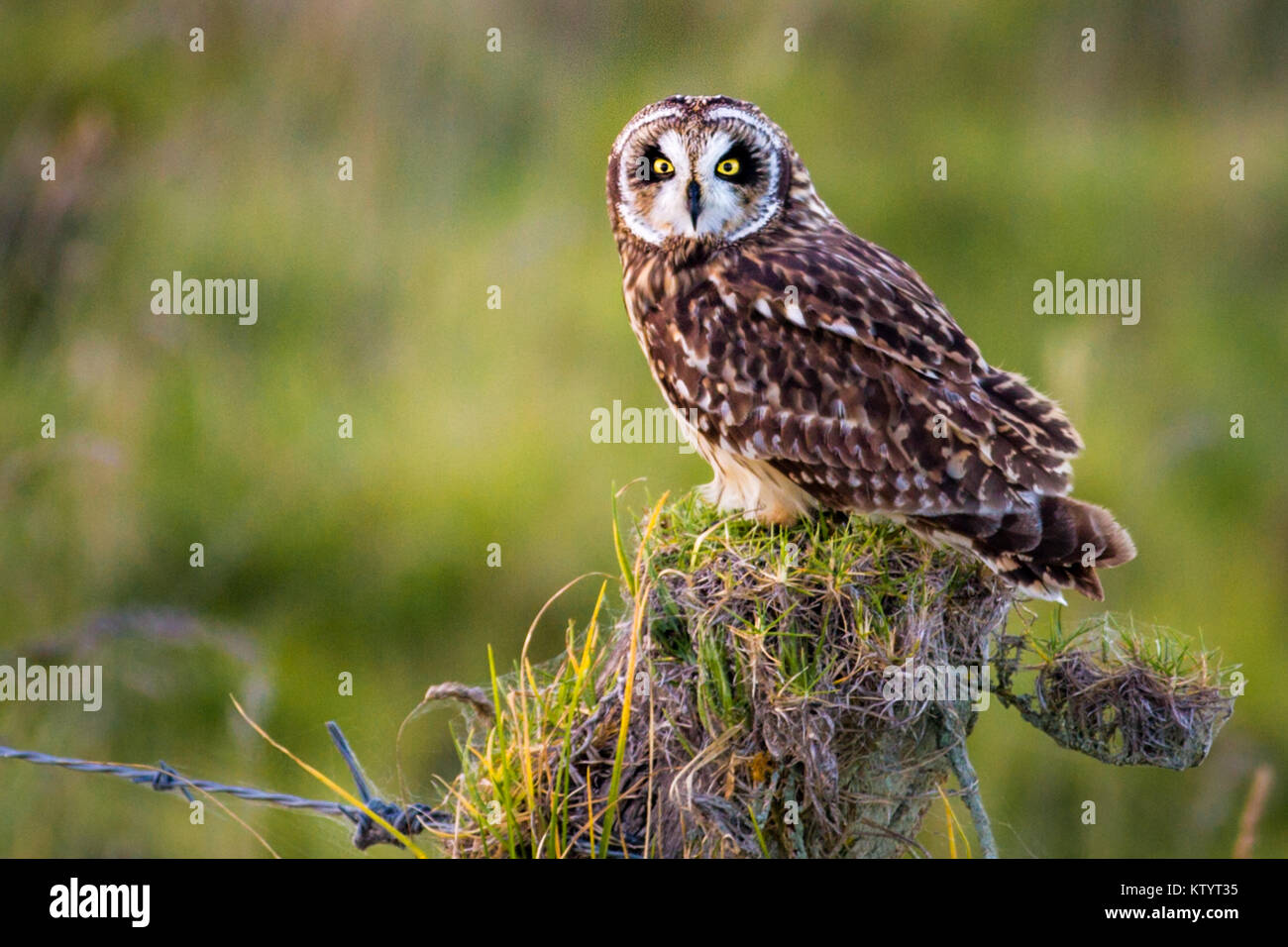 Hawaiian Short-Eared Owl aka Pueo Stock Photo - Alamy