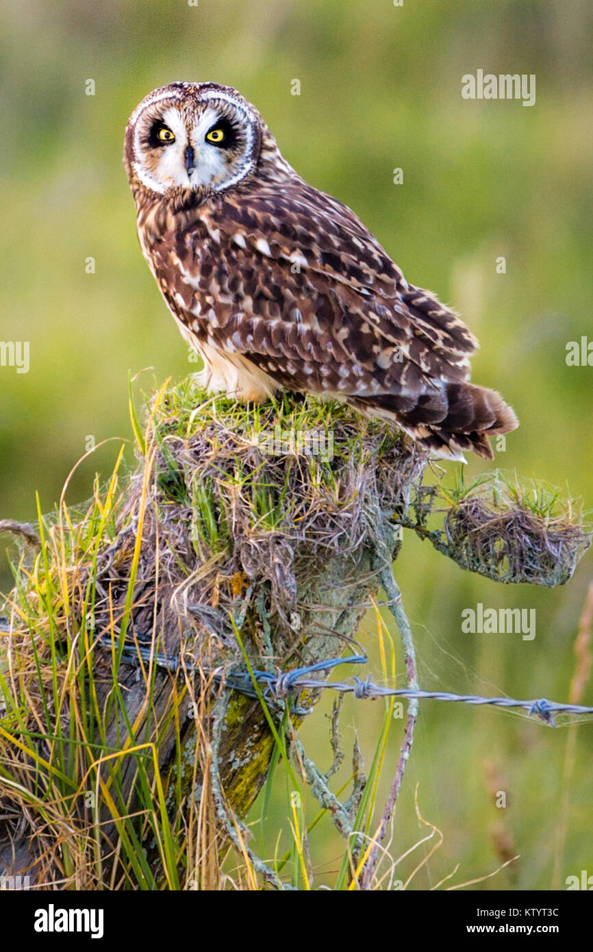 Hawaiian Short-Eared Owl aka Pueo Stock Photo - Alamy