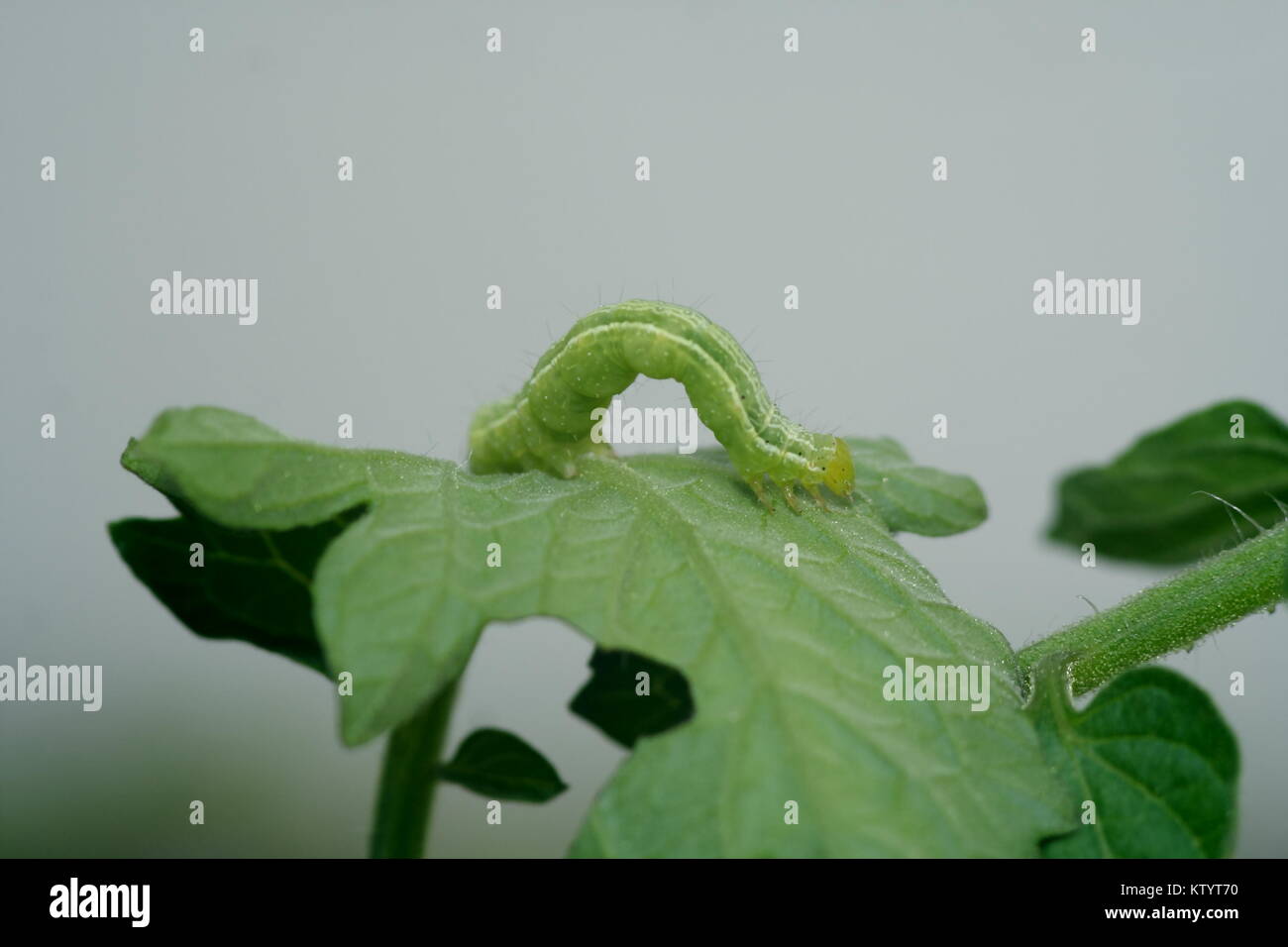 Cabbage white butterfly caterpillar hi-res stock photography and images ...