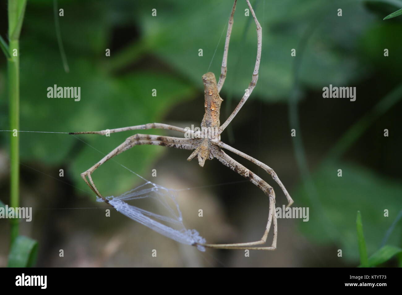 Rufous Net-Casting Spider 'Deinopis subrufa' Stock Photo - Alamy