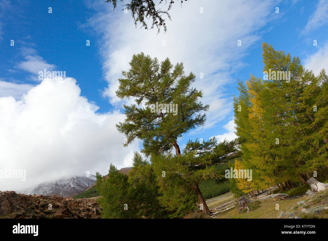Mountain Siberian taiga in the far south Russia Stock Photo - Alamy
