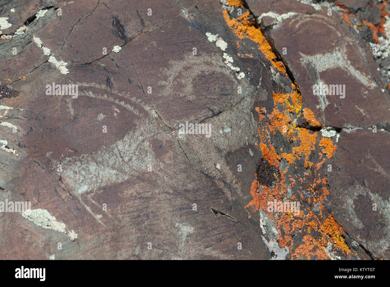 Neolithic rock art horse hi-res stock photography and images - Alamy