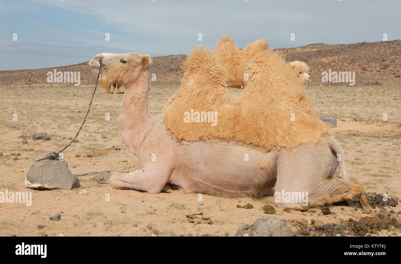 Camel farm central asia hi-res stock photography and images - Alamy